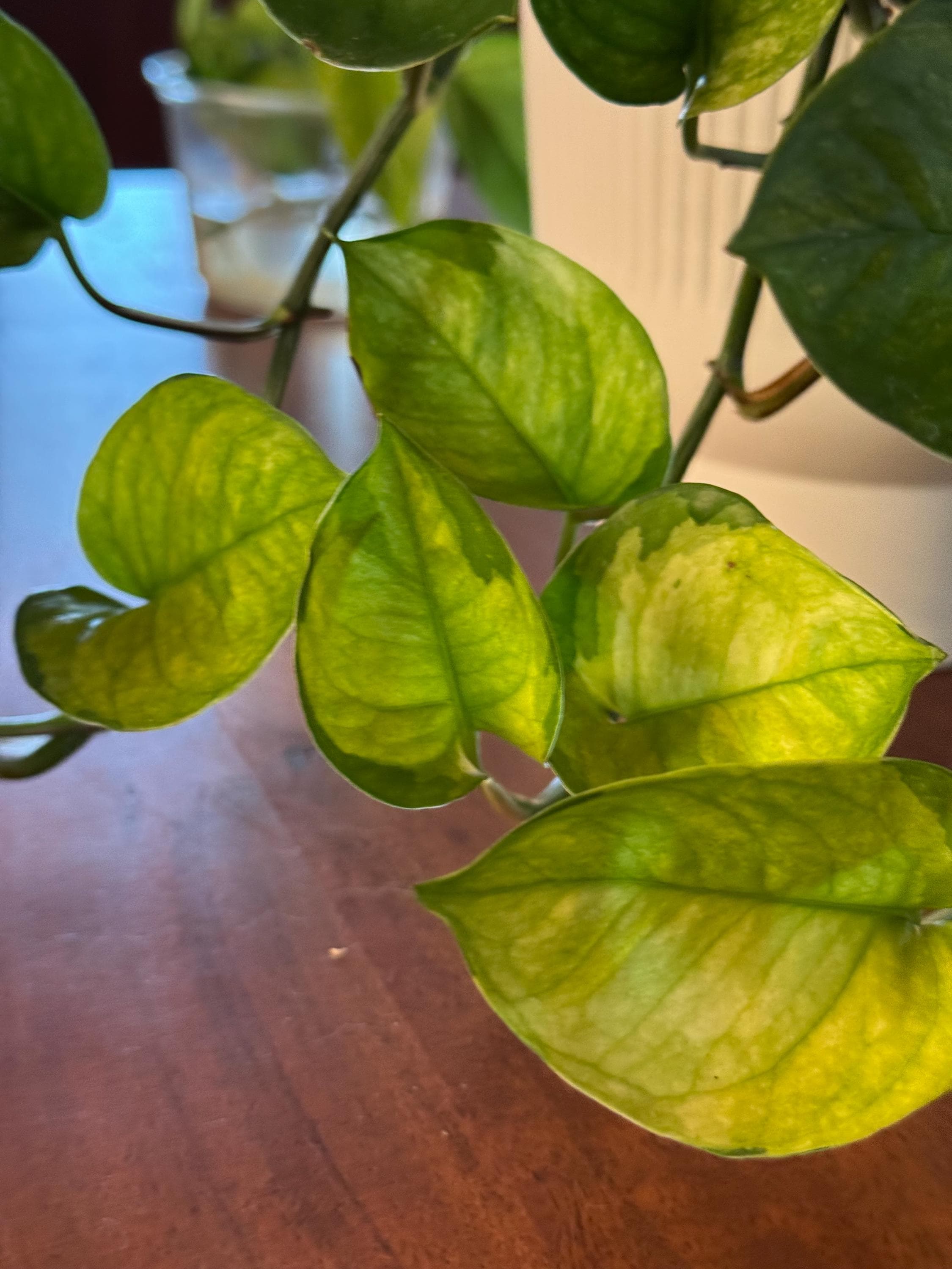 Rare Lemon Top Pothos Cutting: Water-rooted Chartreuse Indoor Vine - Etsy