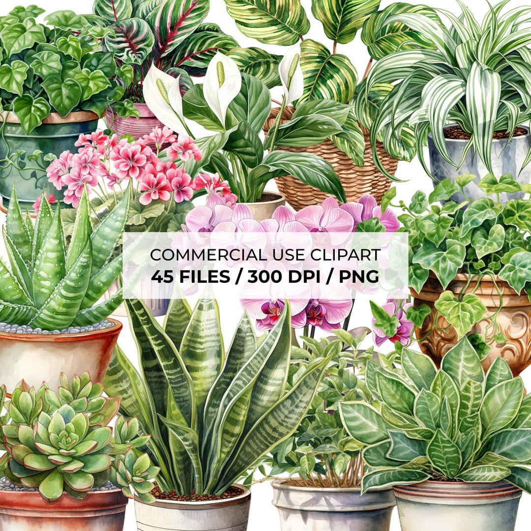 House Plants Clipart Bundle • Indoor Plants PNG Clipart • Watercolor ...