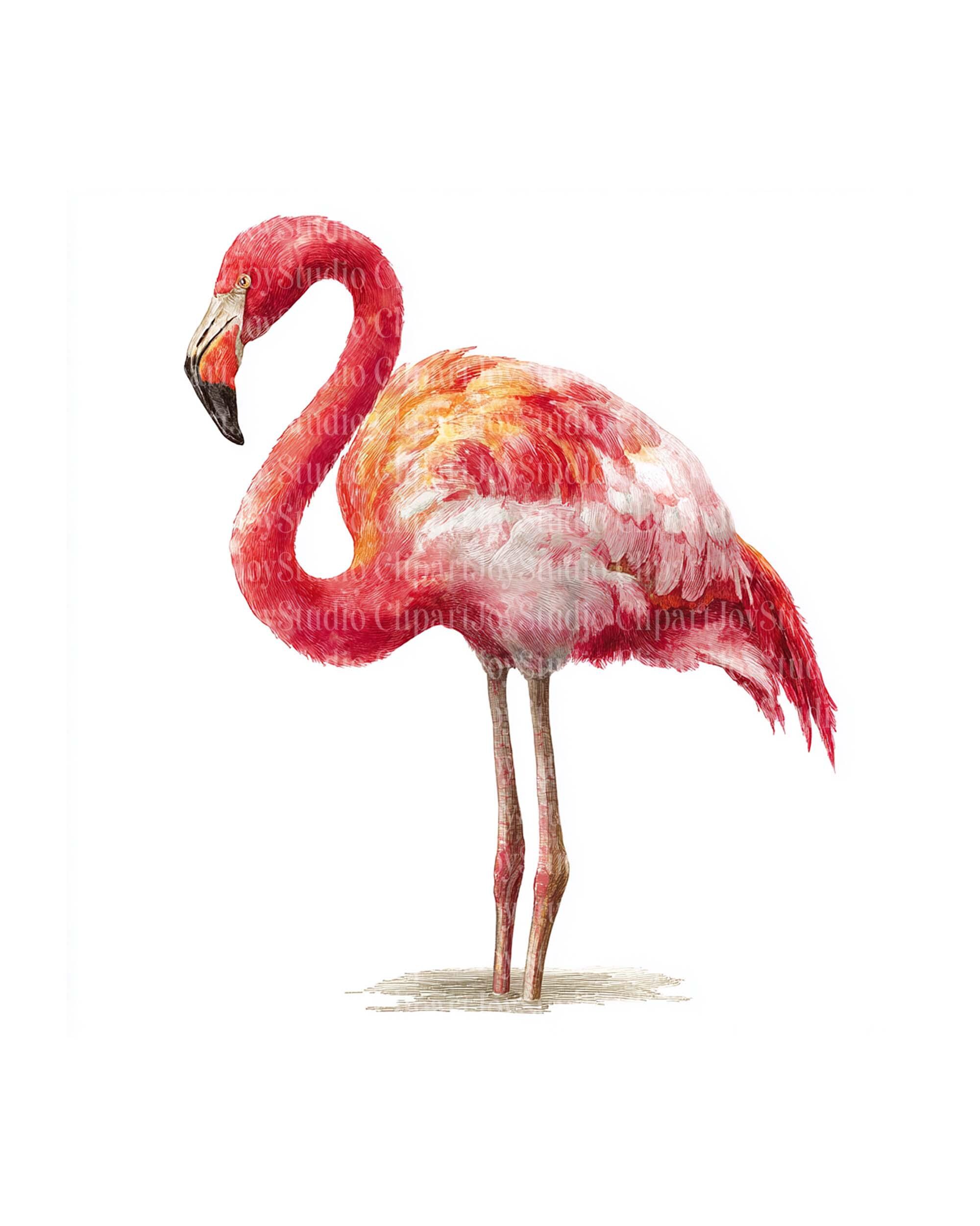 Pink Flamingo Clipart Bundle | Printable Watercolor JPG Images (digital ...