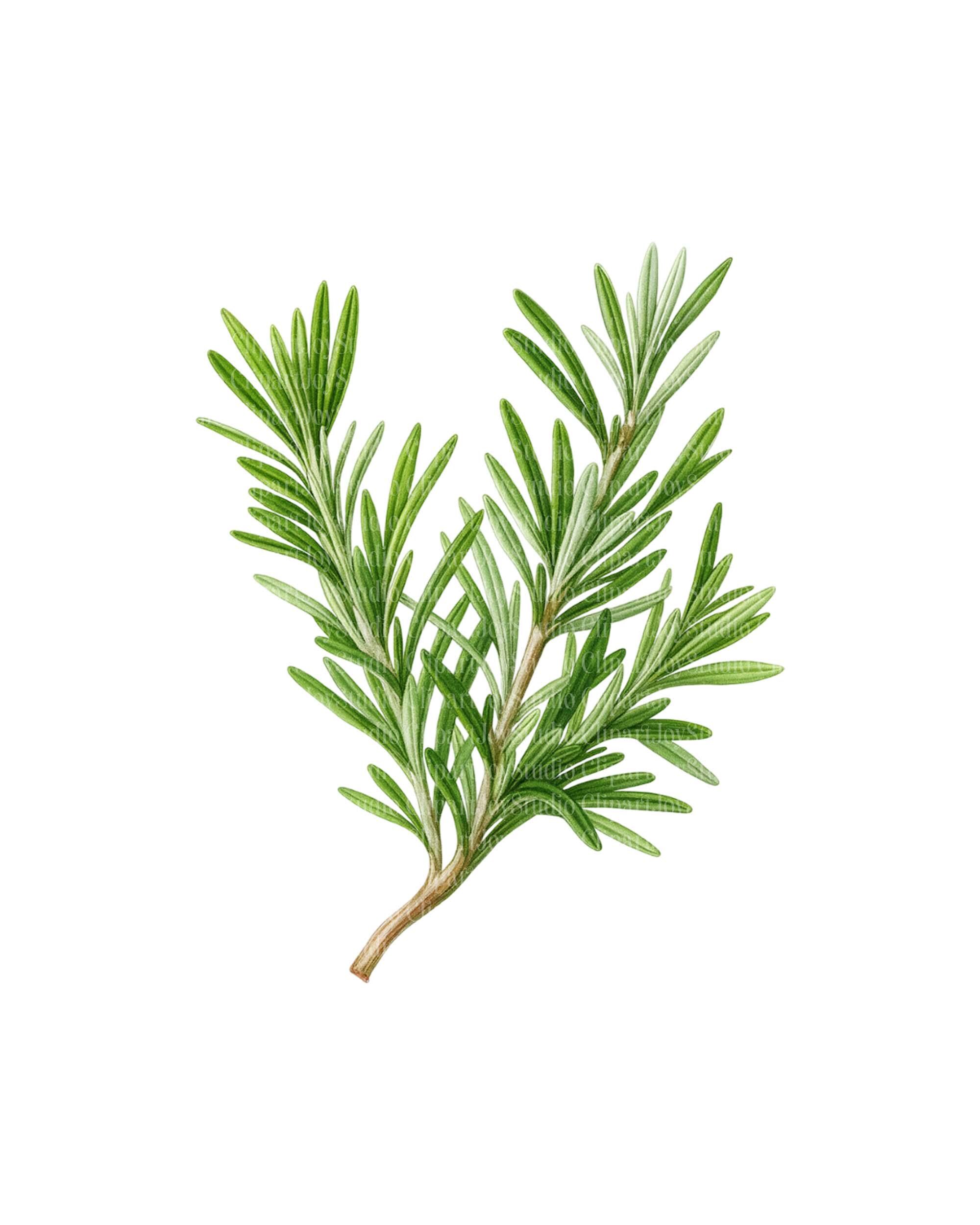 10 Rosemary Clipart Bundle, Printable Watercolor Rosemary Sprig PNG ...