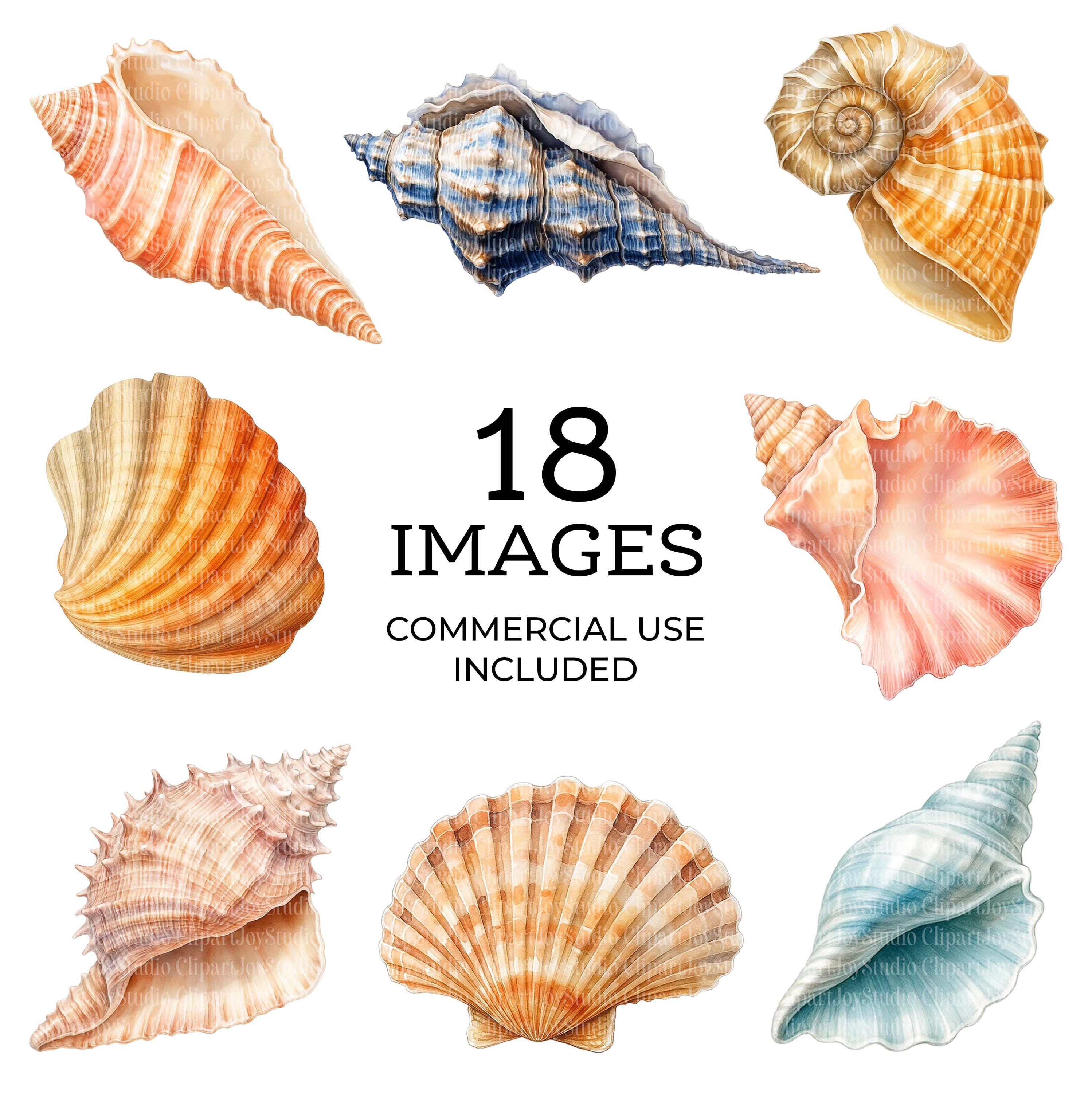 18 Seashells Clipart, Printable Watercolor Clipart, Digital Download ...