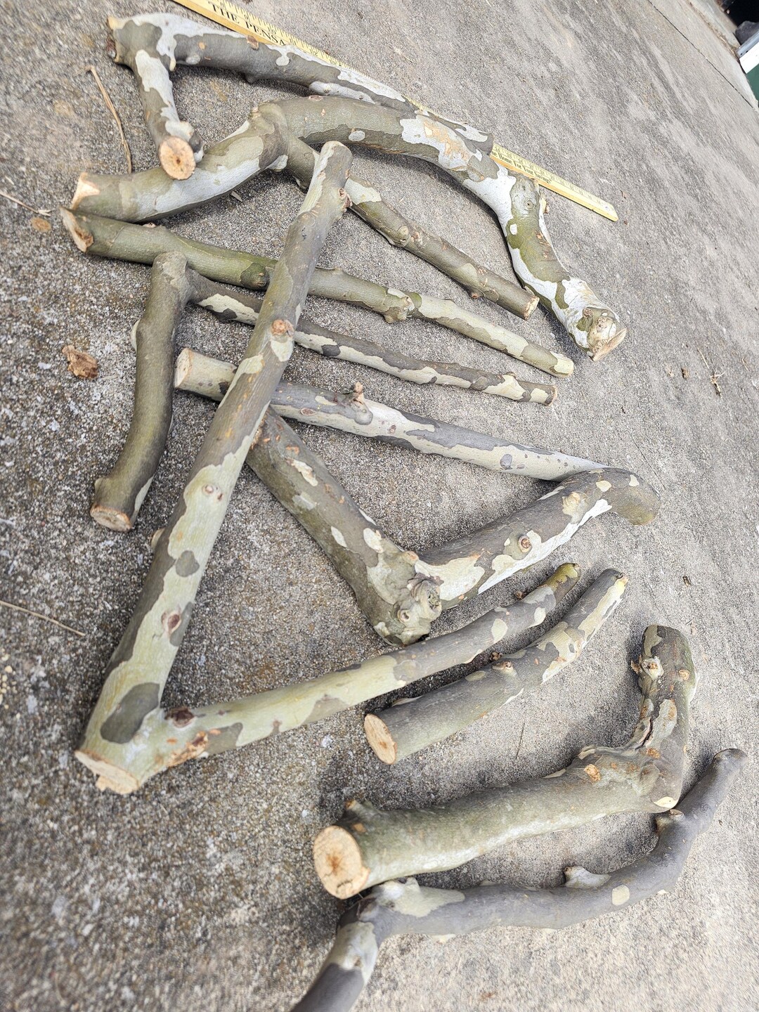 Bundle of Beautiful Sycamore Branches. Various Widths (yardstick for ...