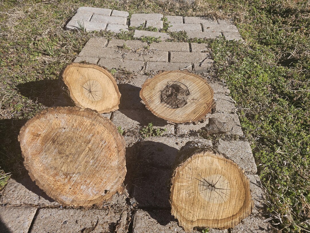 Set of Four Beautiful Oak Burls. - Etsy