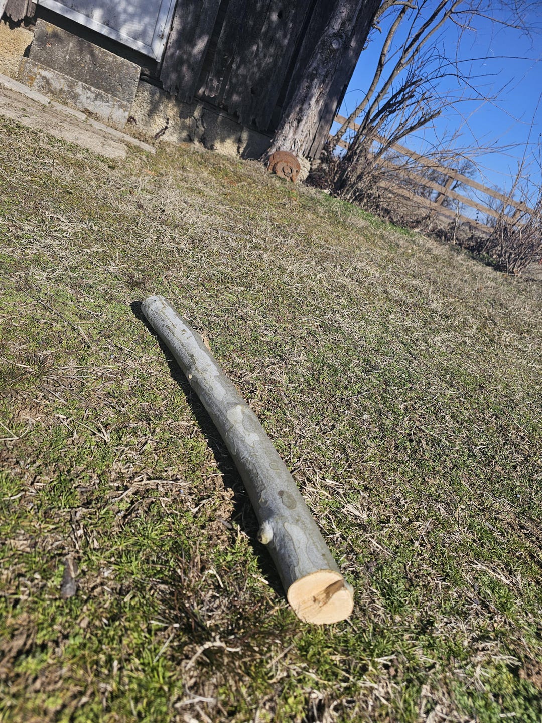 Sycamore Branches/logs. Can Be Cut to Fit Your Project Needs. - Etsy