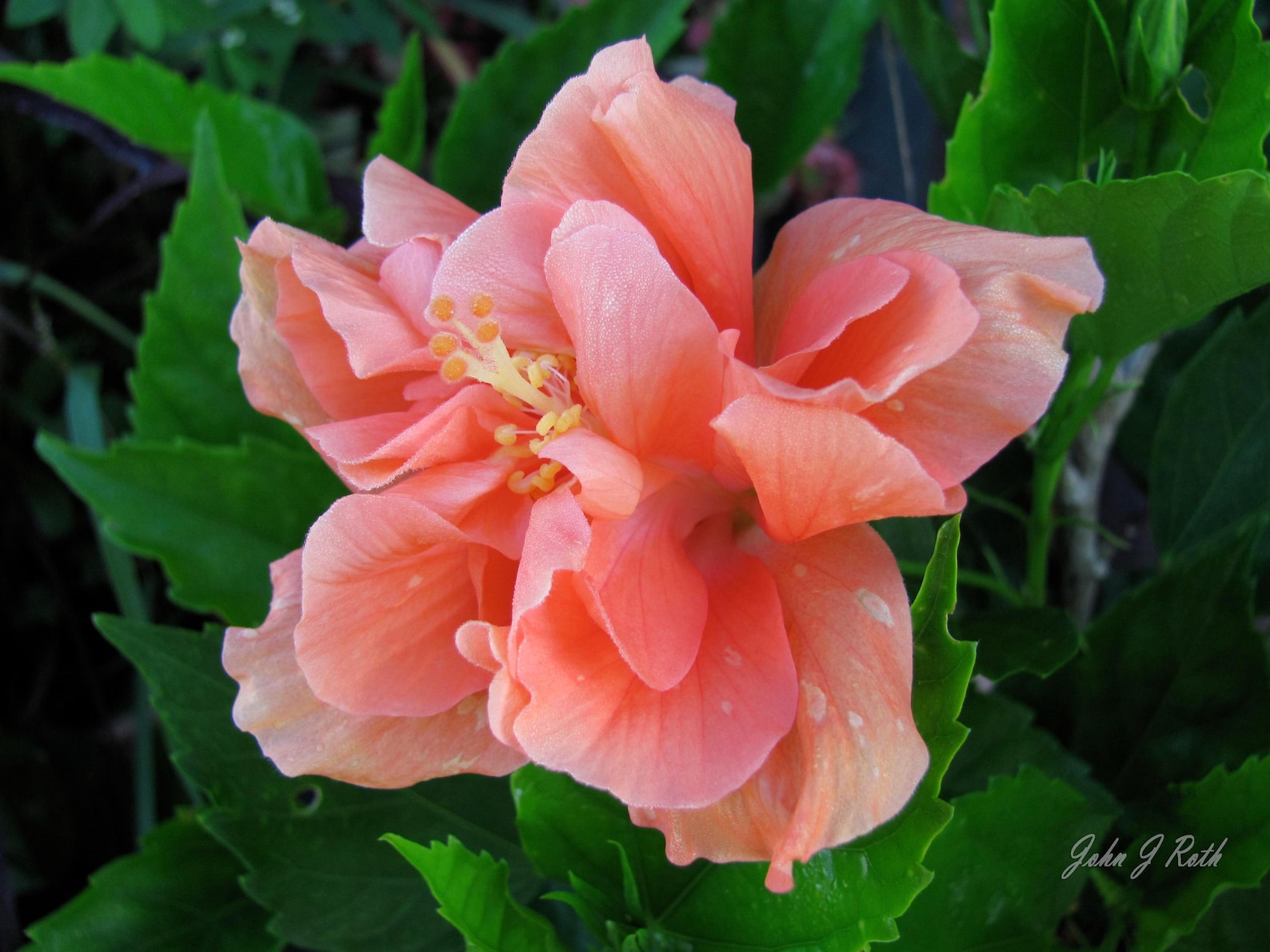 Hibiscus Rosa-sinensis (coral Chinese Hibiscus) - Etsy