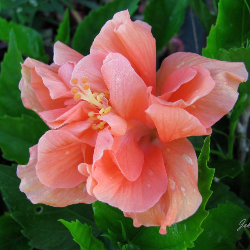 Cold in Chinese - Etsy UK