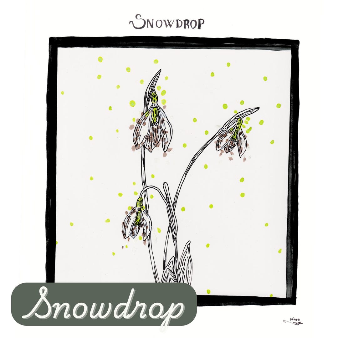 Snowdrop, January Birth Month Flower, Custom Birth Flowers, Wall Art ...