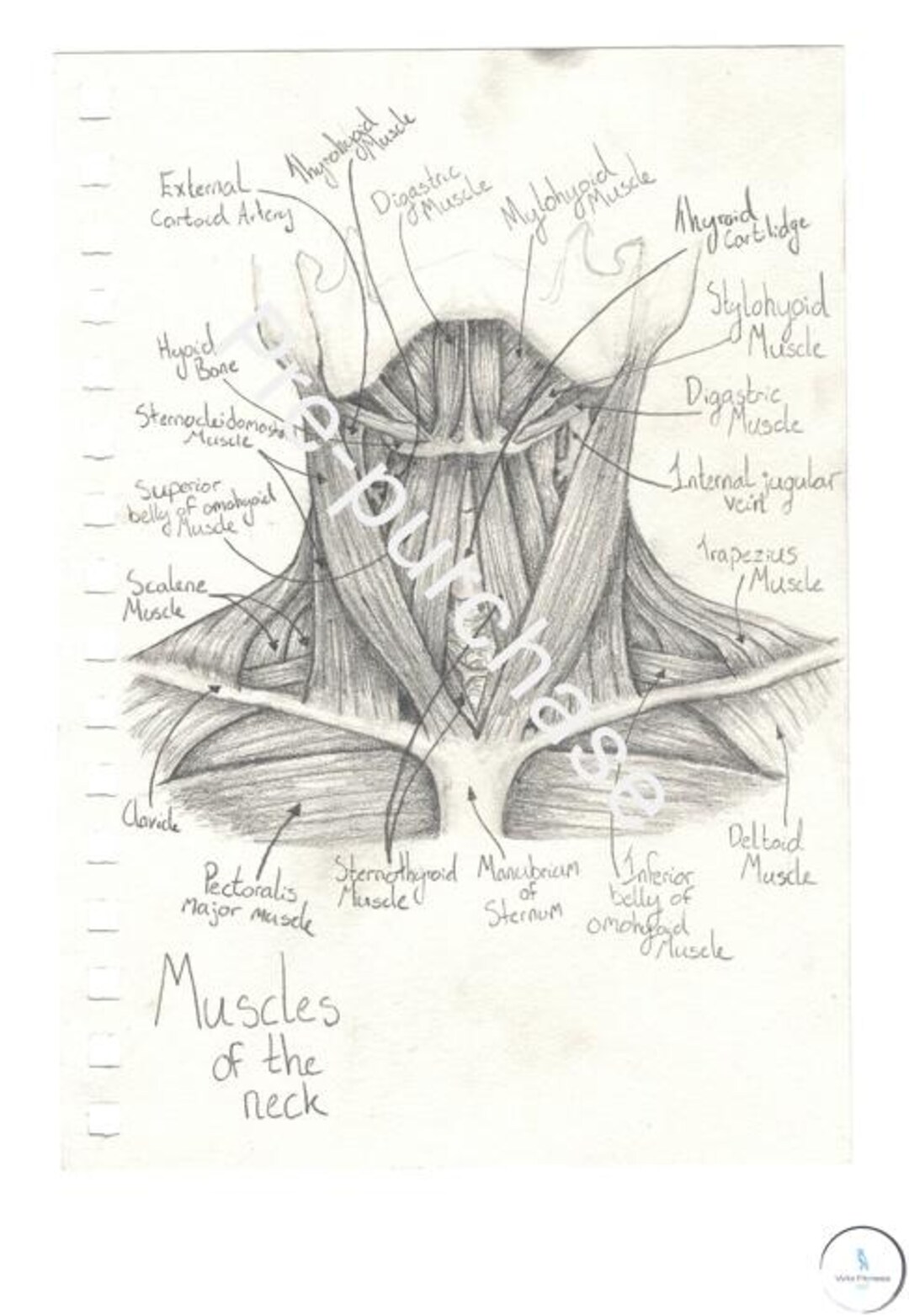 Muscles of the Neck - Anatomy Print - Etsy