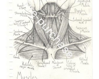 Muscles of the Neck Anatomy Flashcards with Detailed/pictured Origin ...