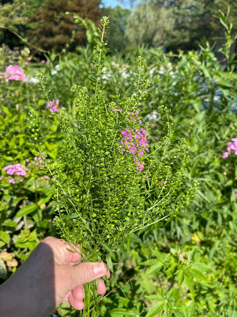 Cress Green Dragon Seed, 25 Seeds , Emerald Cress Seeds, Dragon Cress ...