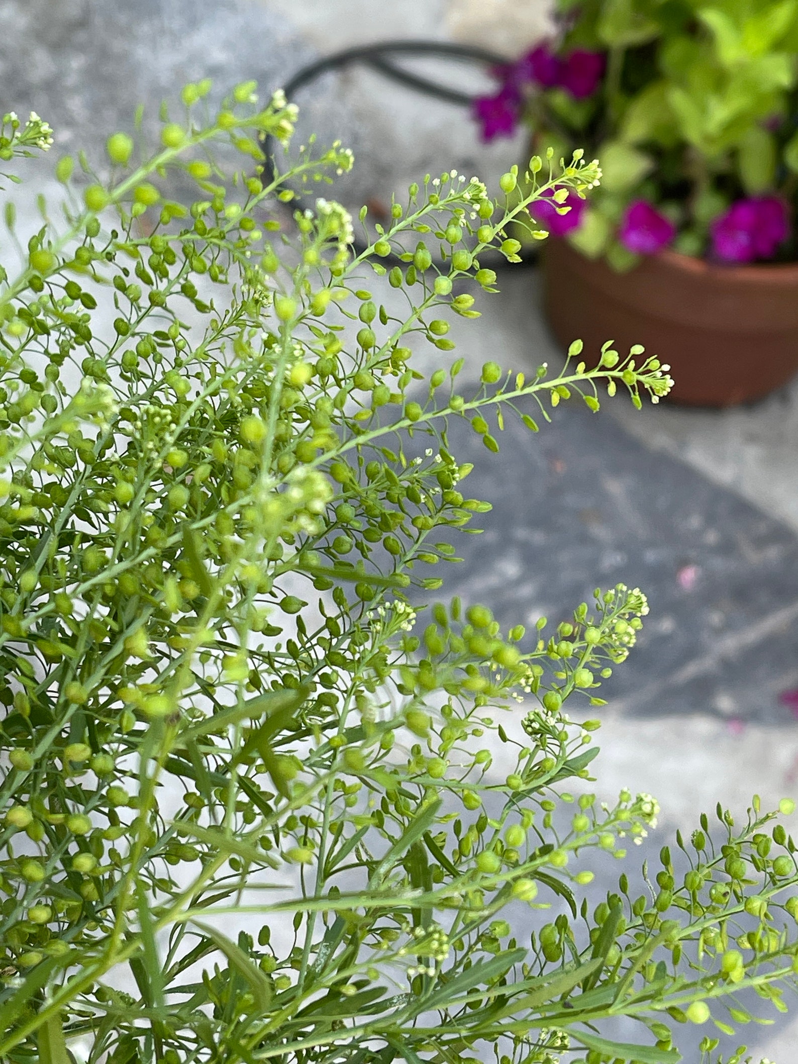 Cress Green Dragon Seed, 25 Seeds , Emerald Cress Seeds, Dragon Cress ...