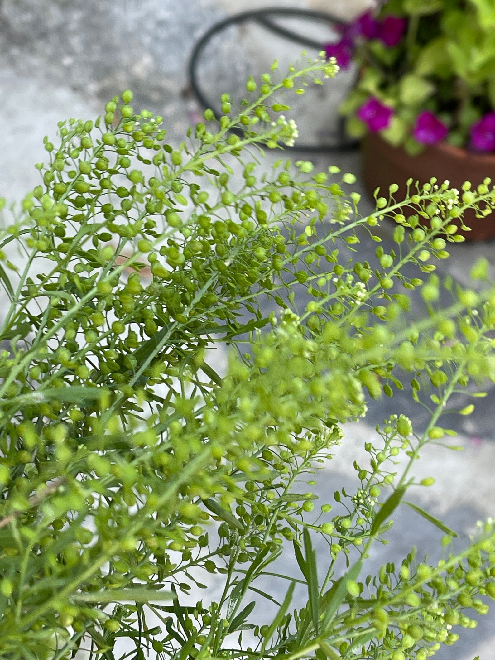 Cress Green Dragon Seed, 25 Seeds , Emerald Cress Seeds, Dragon Cress ...
