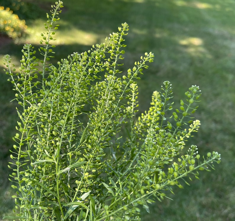 Cress Green Dragon Seed, 25 Seeds , Emerald Cress Seeds, Dragon Cress ...