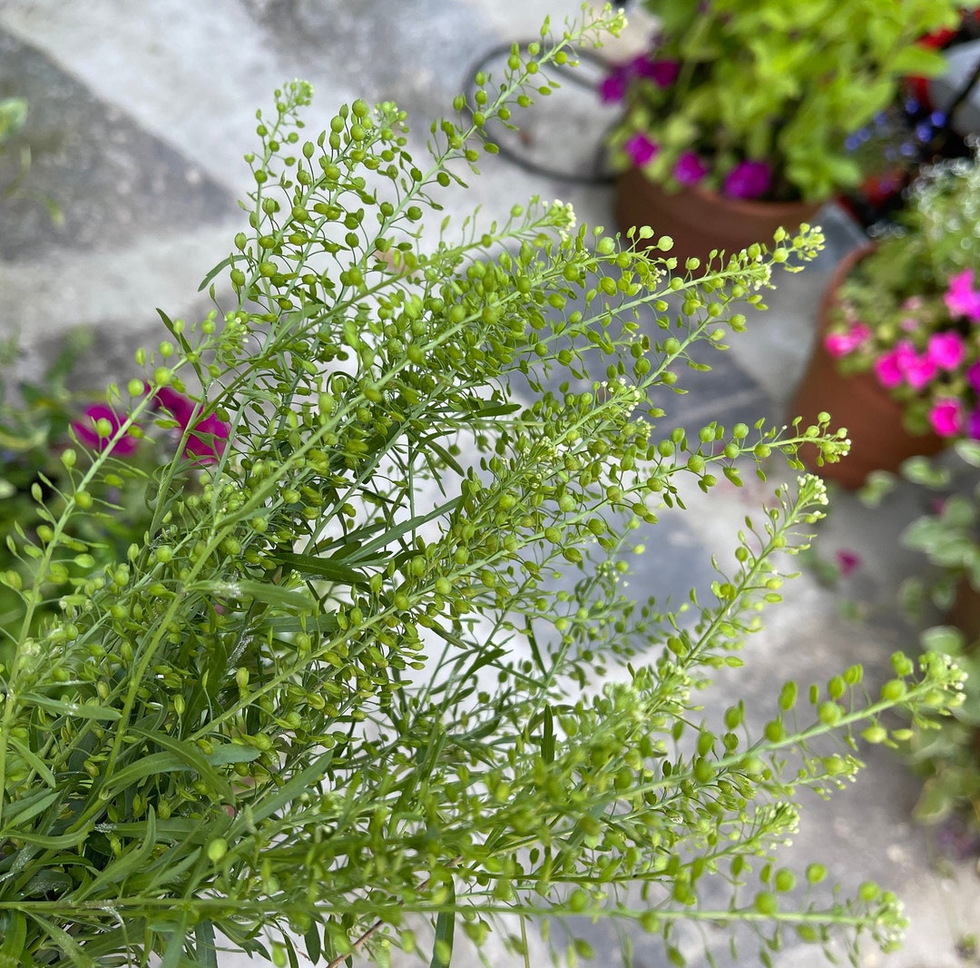 Cress Green Dragon Seed, 25 Seeds , Emerald Cress Seeds, Dragon Cress ...