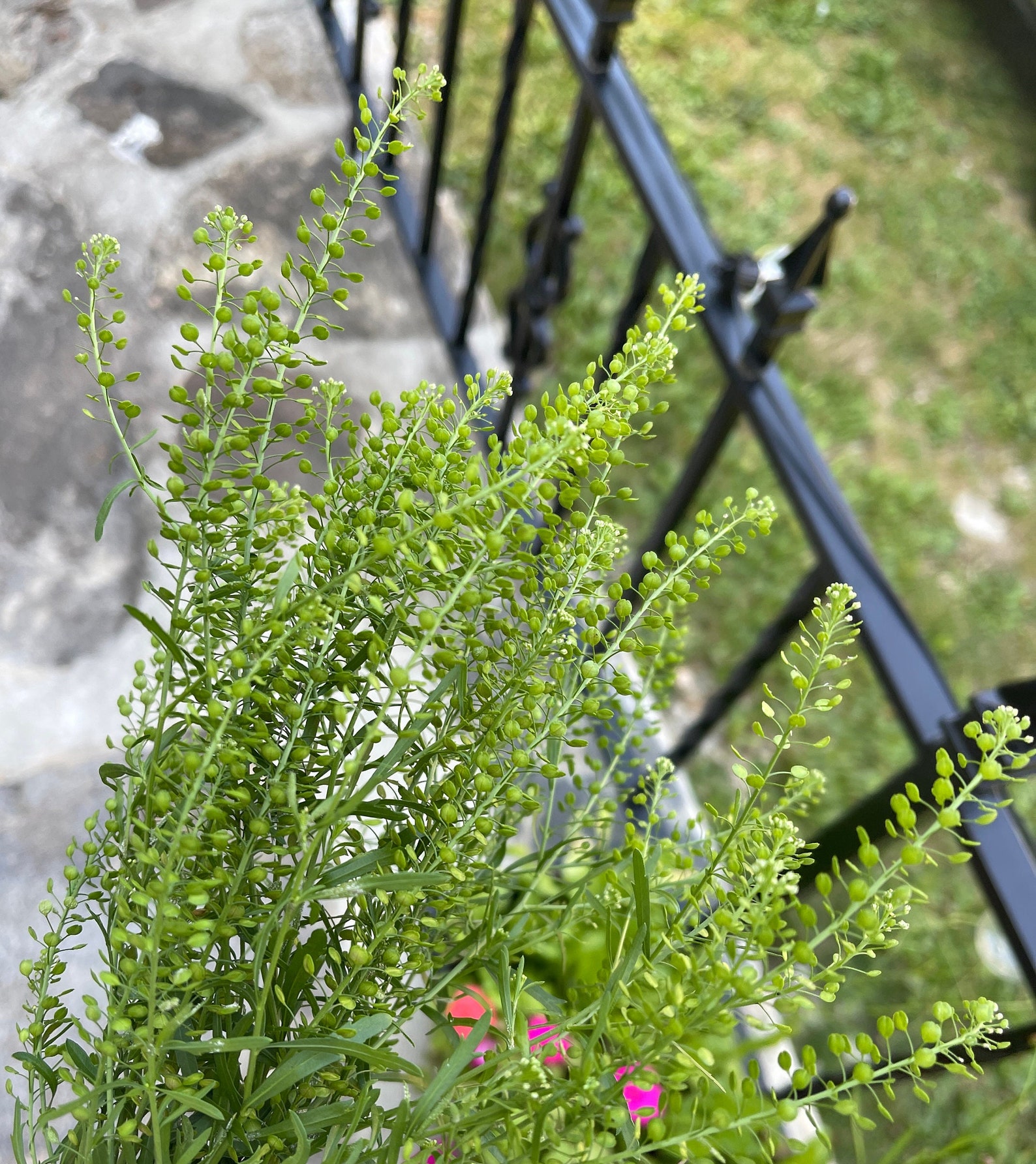 Cress Green Dragon Seed, 25 Seeds , Emerald Cress Seeds, Dragon Cress ...