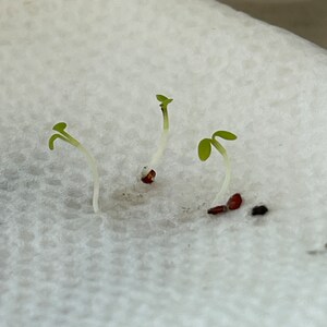 Cress Green Dragon Seed, 25 Seeds , Emerald Cress Seeds, Dragon Cress ...