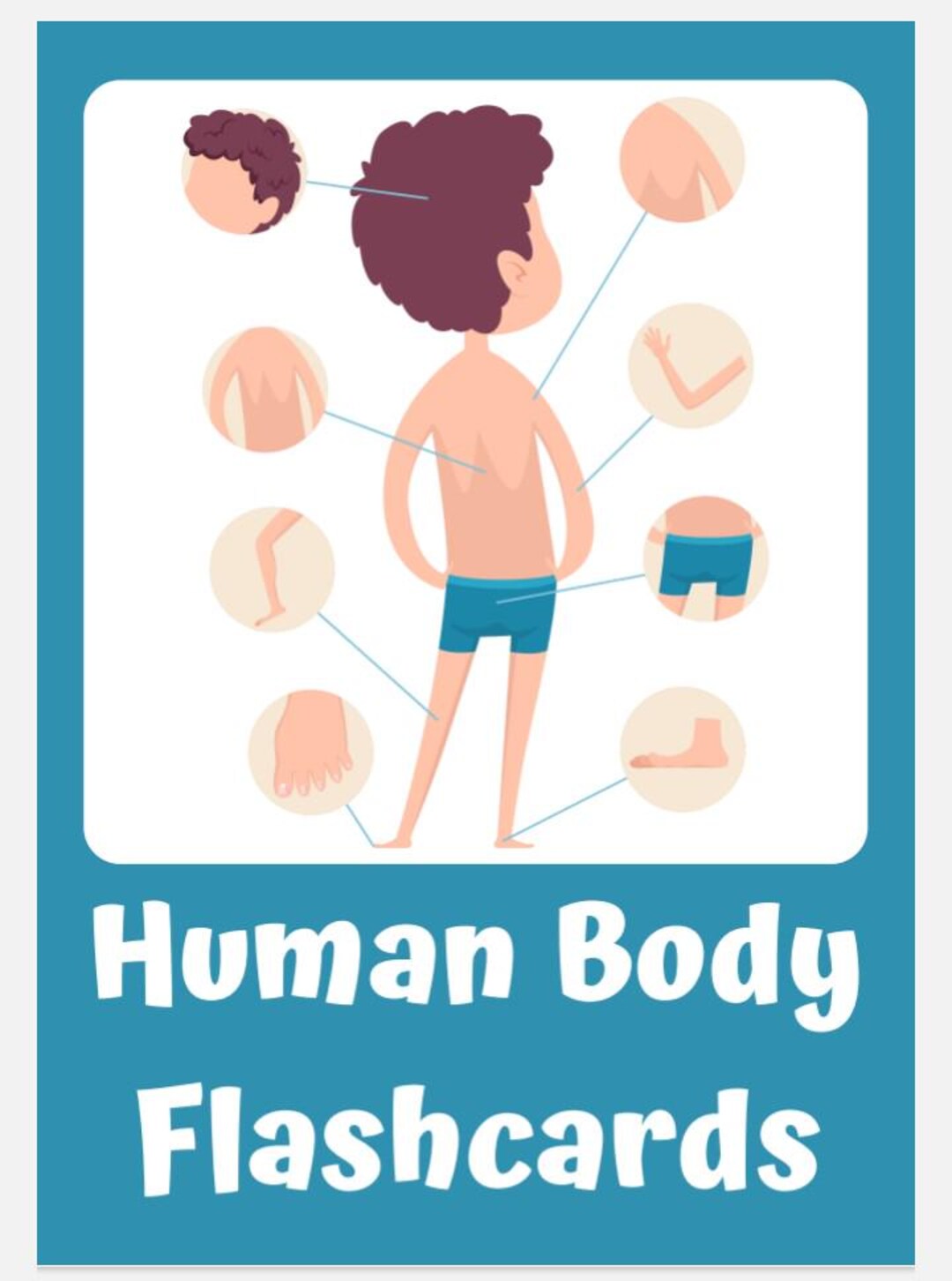 Human Body Flashcards - Etsy