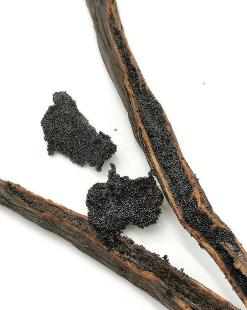 10 Pods 10-12 Cm Bourbon Vanilla Bean Planifolia Premium Quality ...
