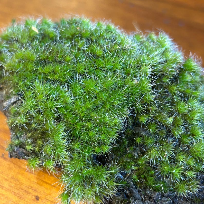 Small Live Heath Star Moss Clump. Naturally Foraged in Southeastern ...