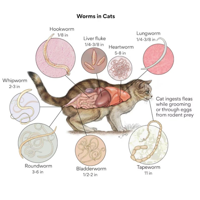 Tapeworm Wormer Dewormer for Cat, Cat and Kitten Roundworms Hookworms ...