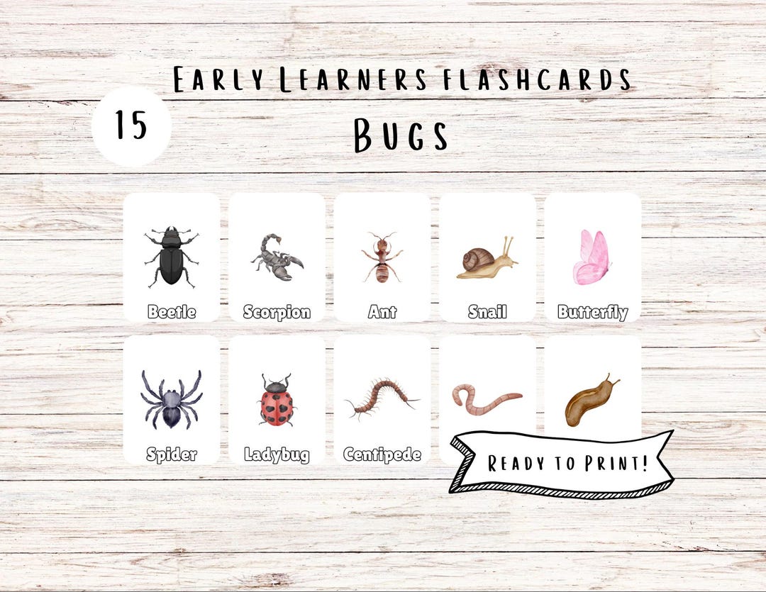 Early Learners Flashcards - Bugs - Etsy
