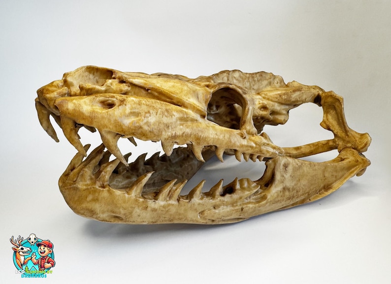 Reticulated Python Skull Replica (python Reticulatus) With Anatomical Detail – Great for ...