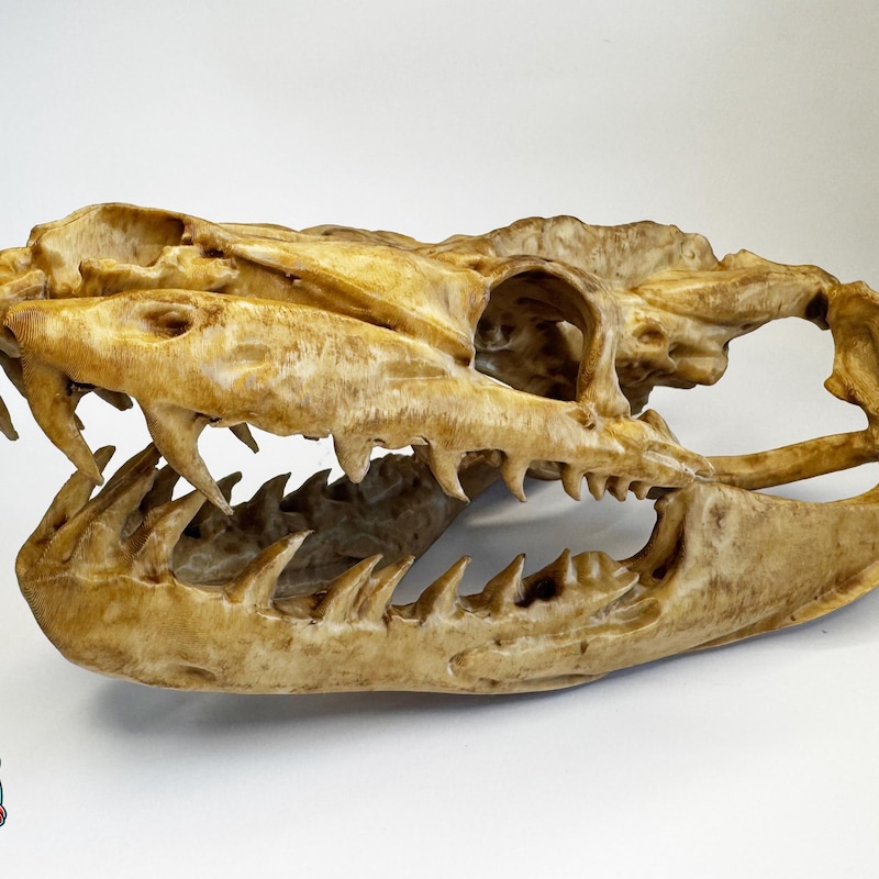 Ball Python Taxidermy - Etsy