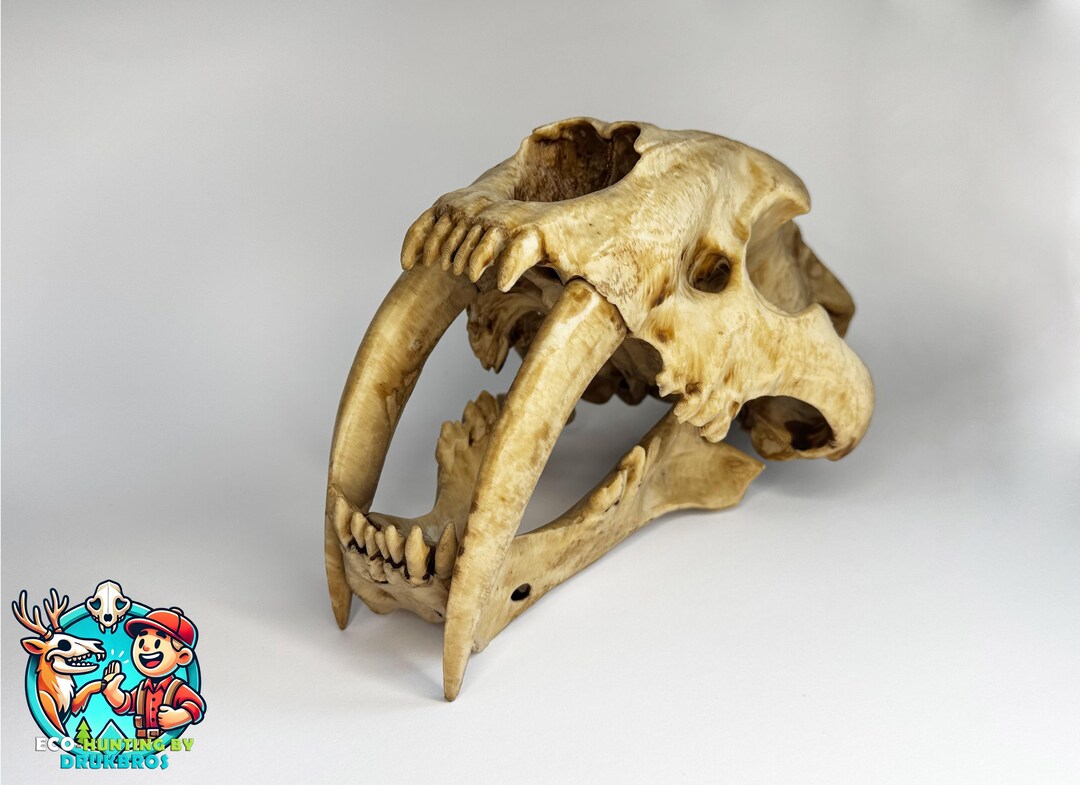 Realistic Sabertooth Cat Skull Replica (smilodon Fatalis) – Prehistoric ...