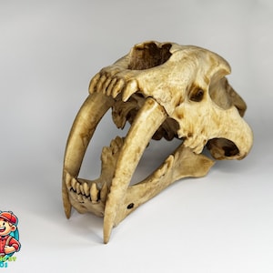 Realistic Sabertooth Cat Skull Replica (smilodon Fatalis) – Prehistoric ...