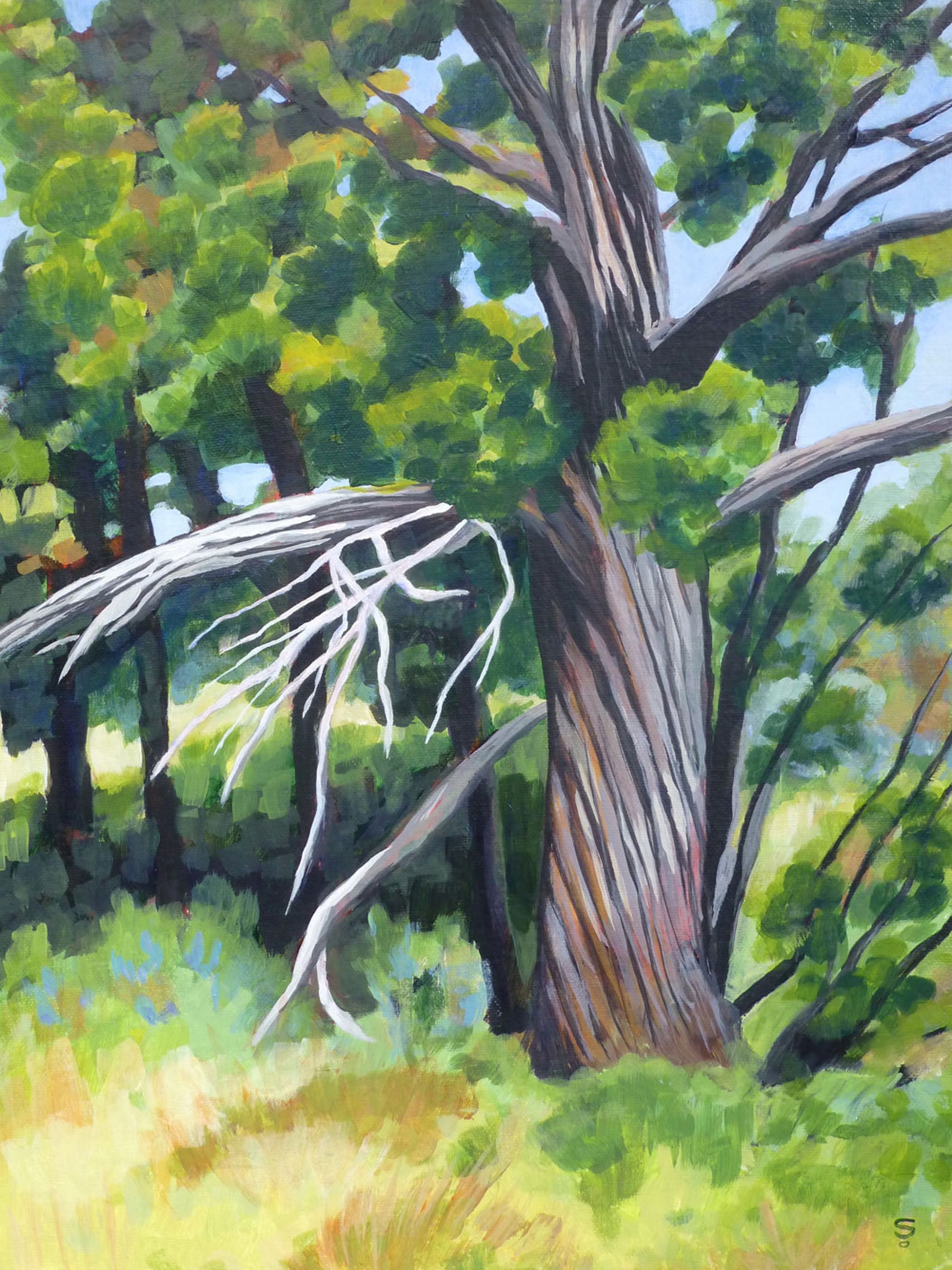 High Desert Juniper - Original Acrylic Painting 12x16 on Canvas Panel ...