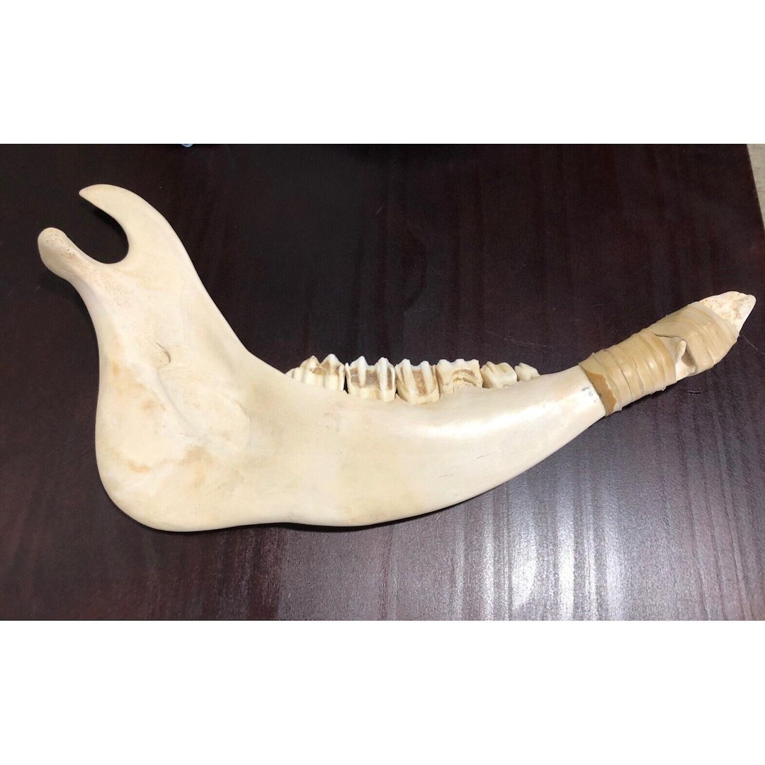 Animal Bison Jawbone Sculpture With Teeth Wrapped Handle Natural Bone ...
