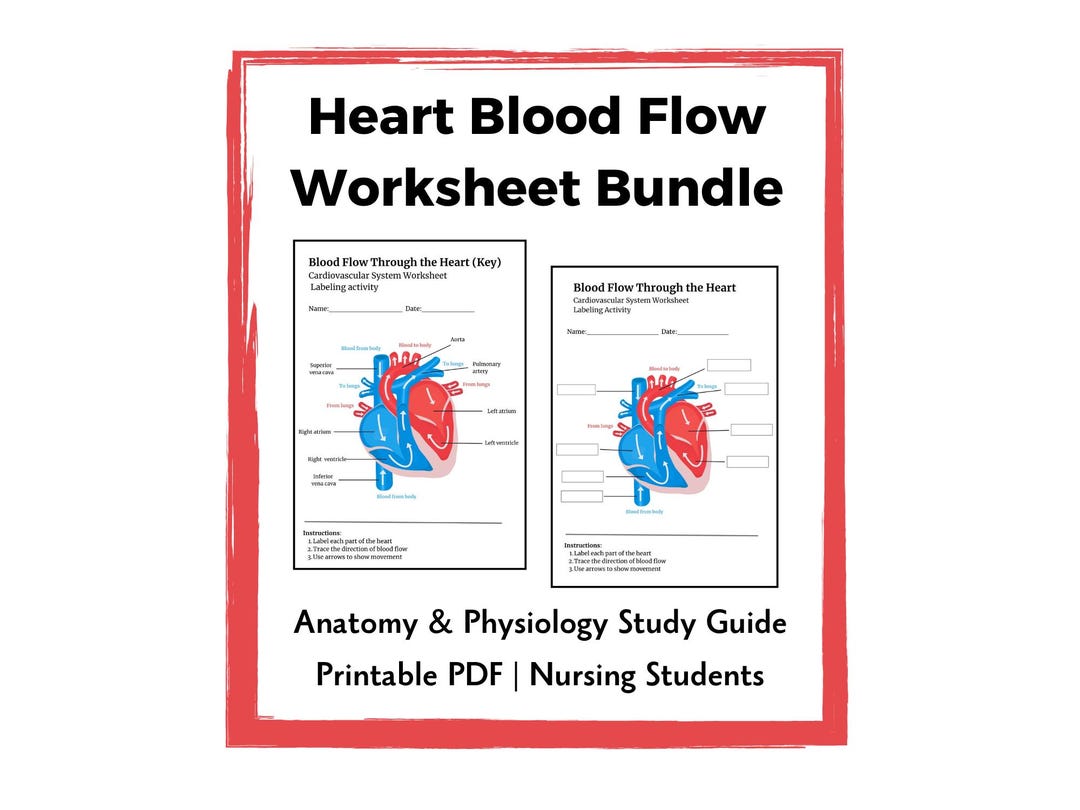 Heart Blood Flow Worksheet Bundle | Anatomy and Physiology Study Guide ...
