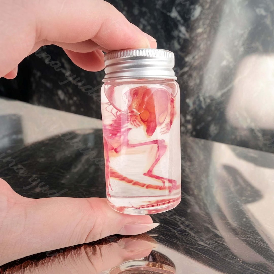 Pink Red Diaphonized Mouse Specimen,single-stained and Double-stained ...