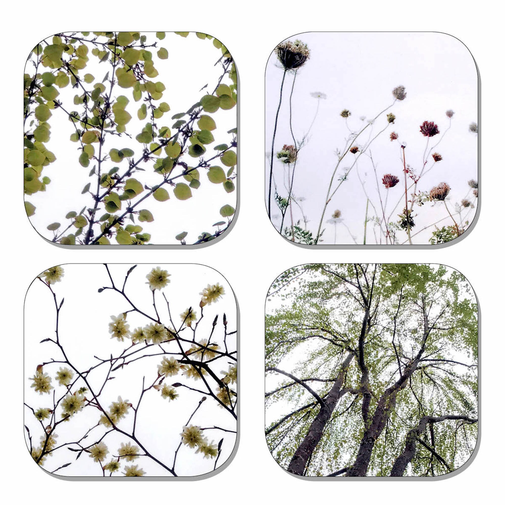 Green Nature Scenes Coasters - Set of 4 - Photography - Unique Gift ...