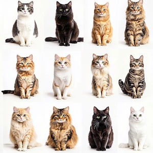 Cute Black Cat Clipart Digital Stickers, Kawaai Cat Printable Stickers ...