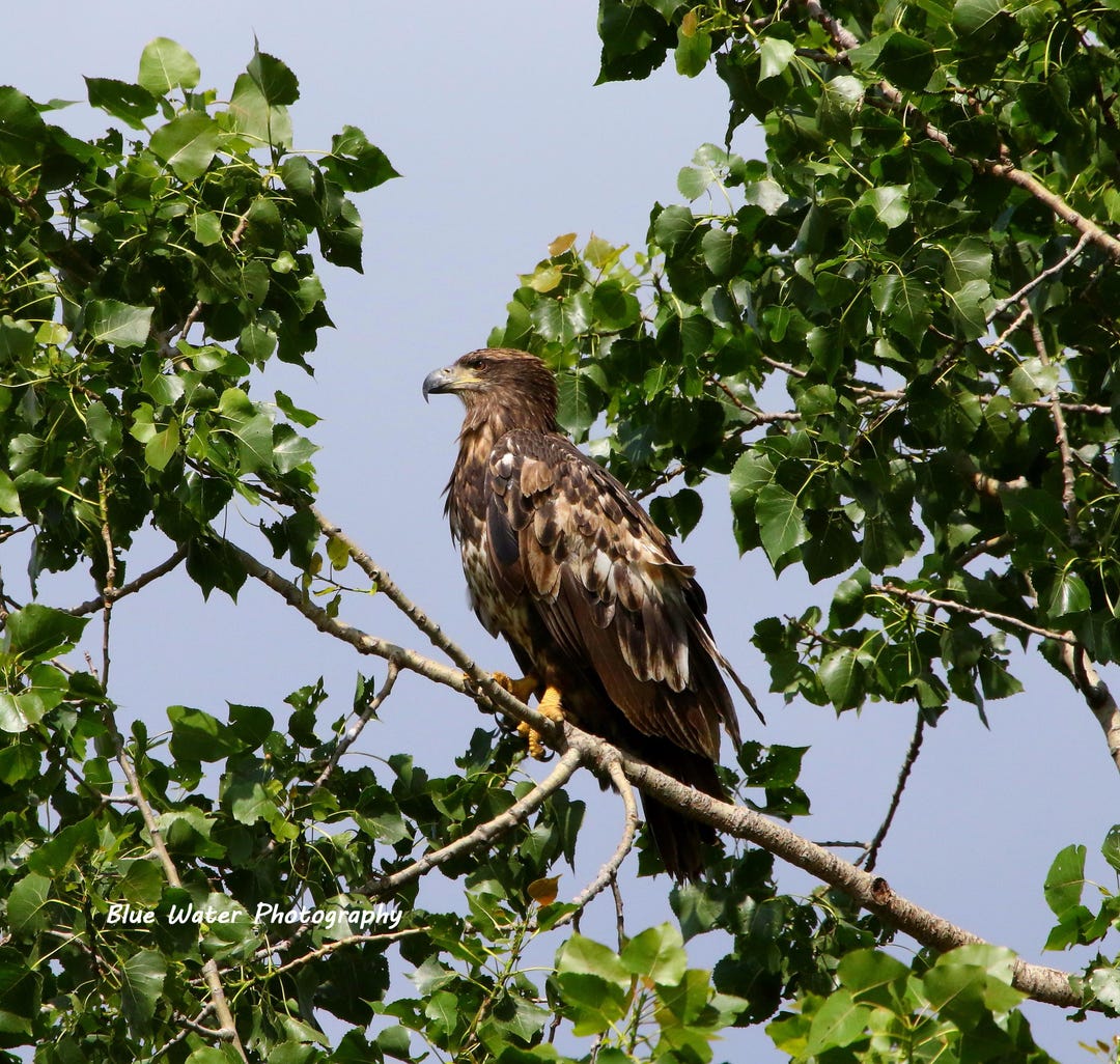 Bald Eagle First Year Young - Etsy