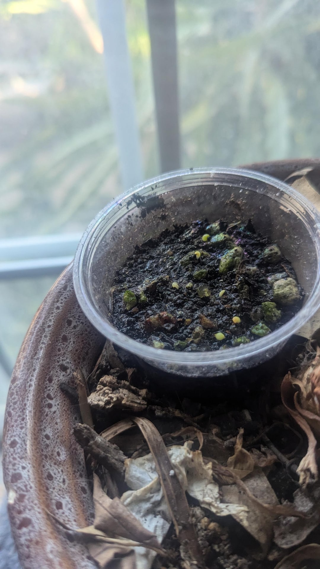 Peyote Grow Kit 10 Seeds - Etsy