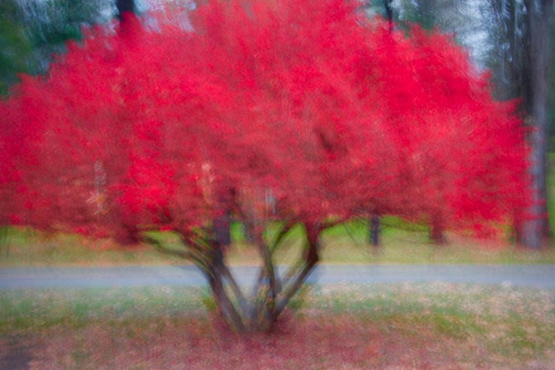 Fire Trees Fine Art Photo Golden Yellow Light Home Decor Wild Colors ...