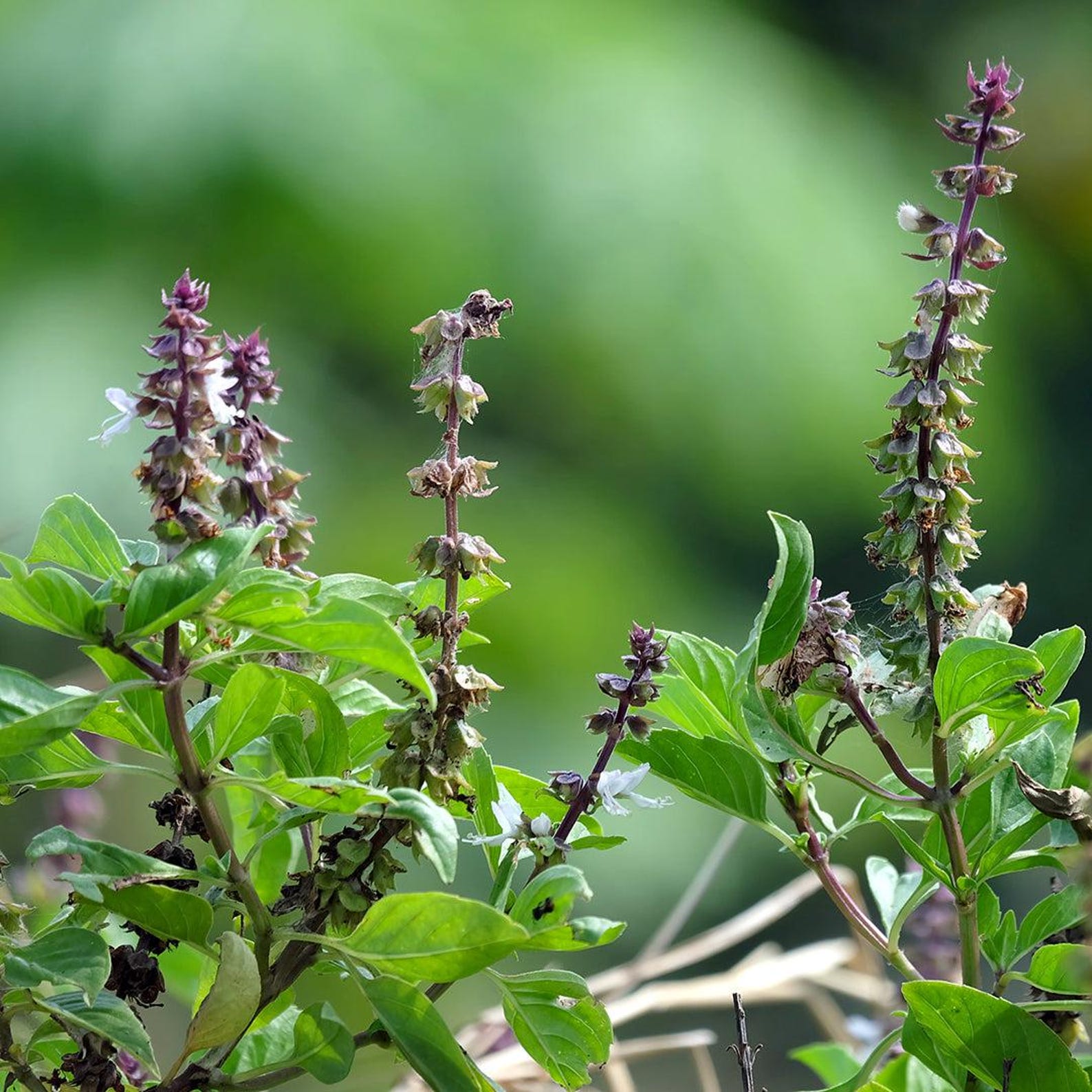 Tulsi Holy Basil Seeds, Kapoor - Etsy