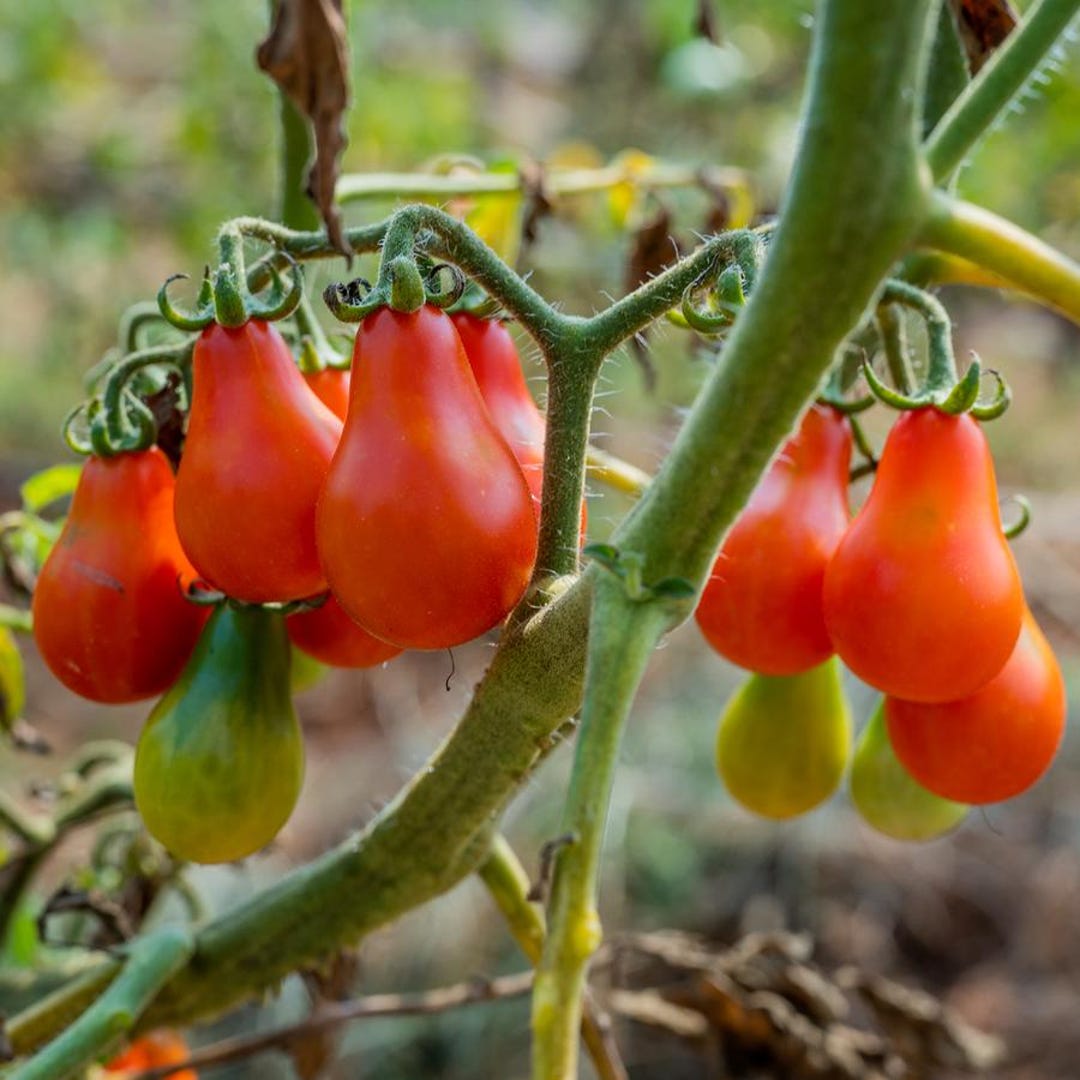 Red Fig Heirloom Tomato Seeds - Etsy