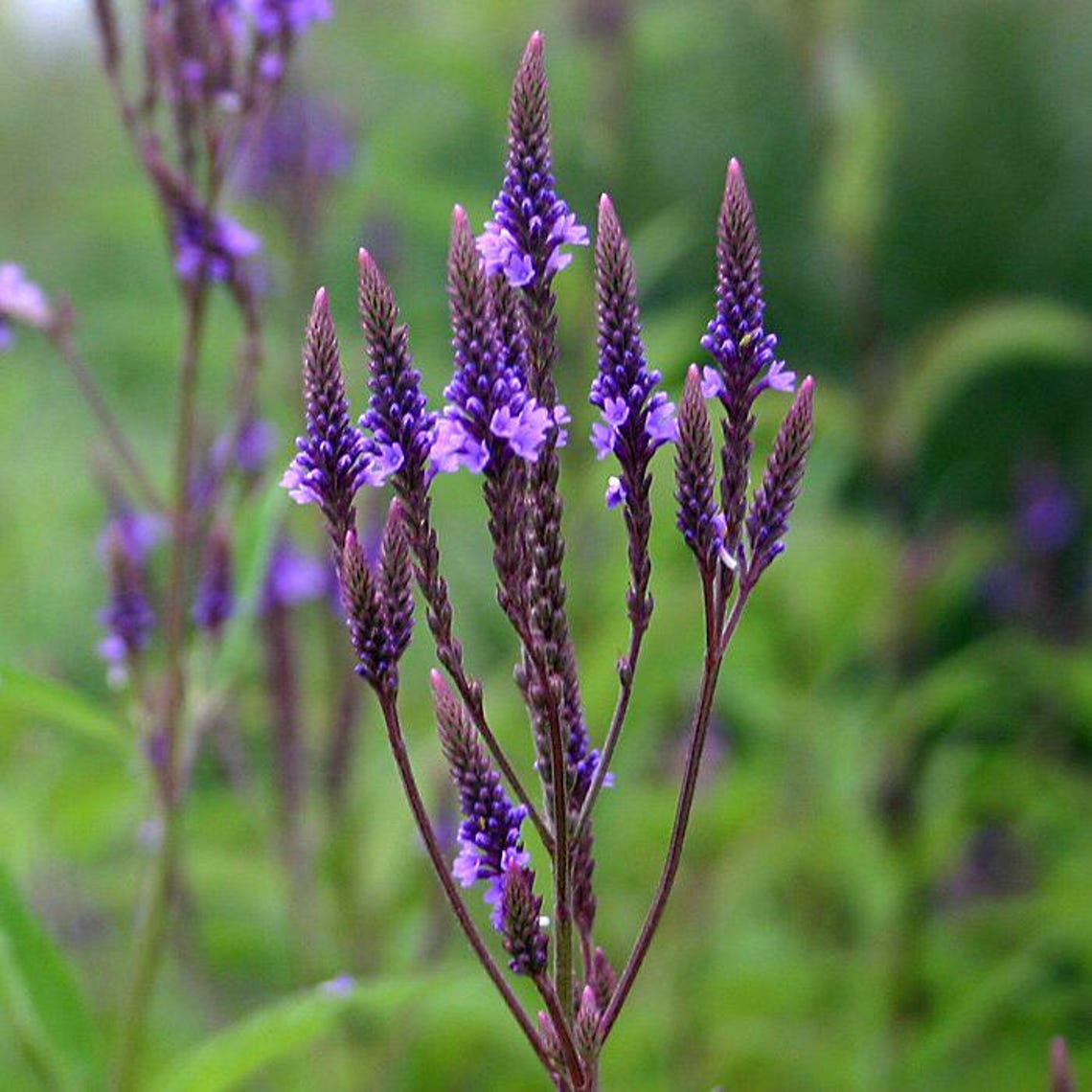Blue Vervain Seeds - Etsy