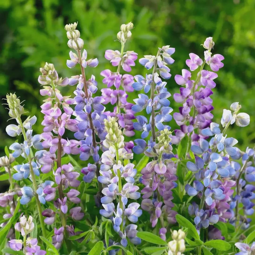 Lupin MIX Lupinus hartwegii Annual Lupine 100 - 1000 Seeds mixed flower ...