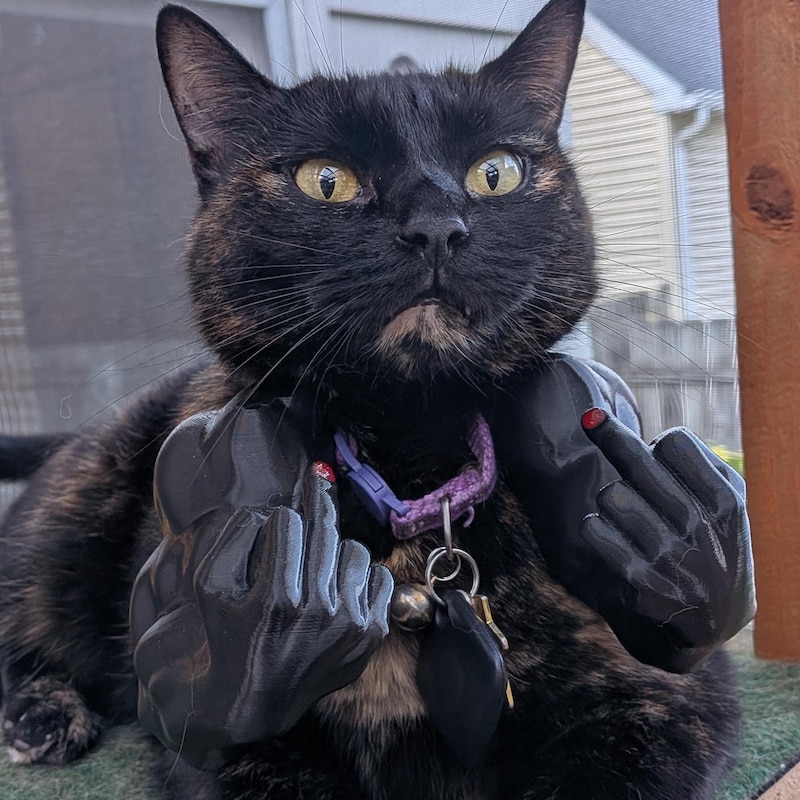 Middle Finger Cat - Etsy