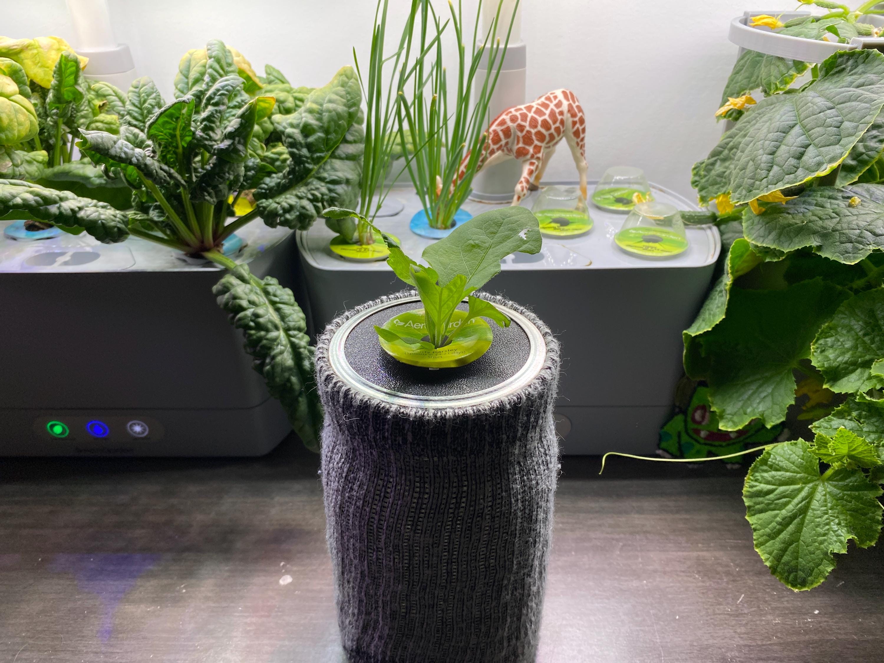 Aerogarden Pod Mason Jar Adapter for Kratky Gardening - Etsy
