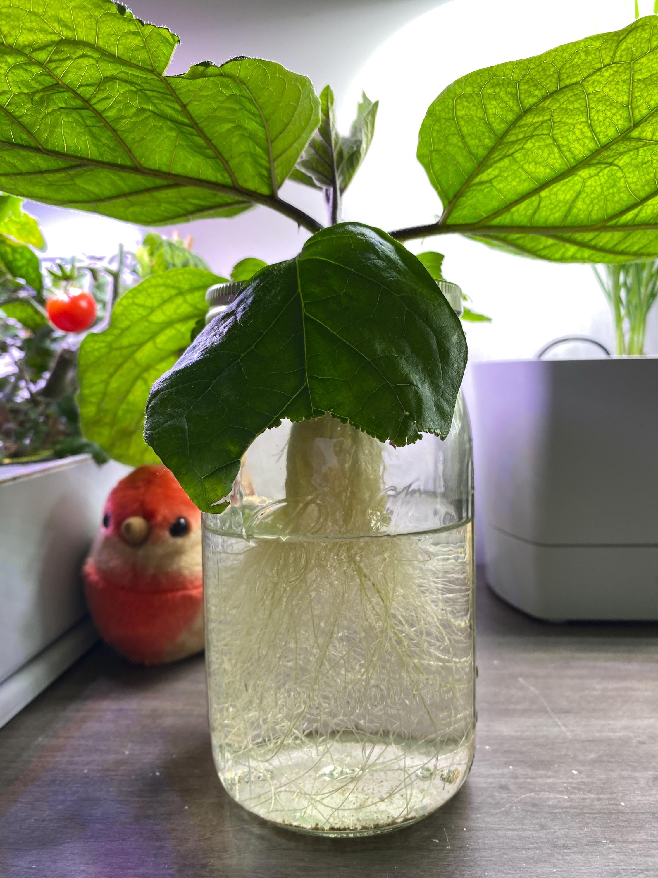 Aerogarden Pod Mason Jar Adapter for Kratky Gardening - Etsy