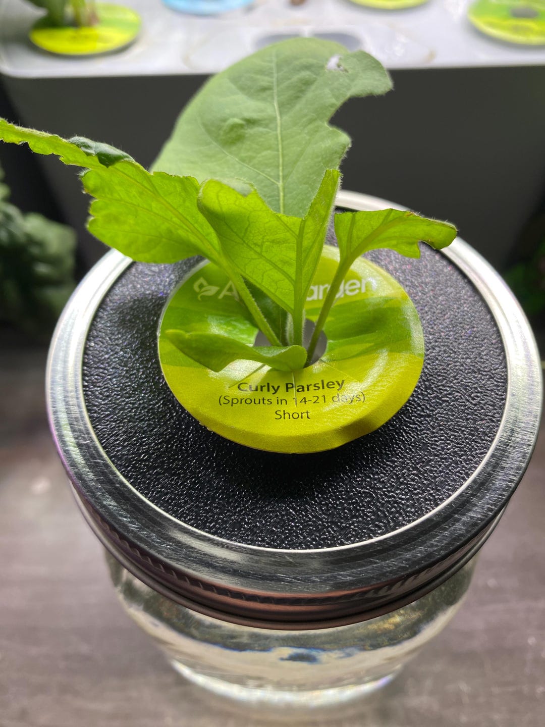 Aerogarden Pod Mason Jar Adapter for Kratky Gardening - Etsy