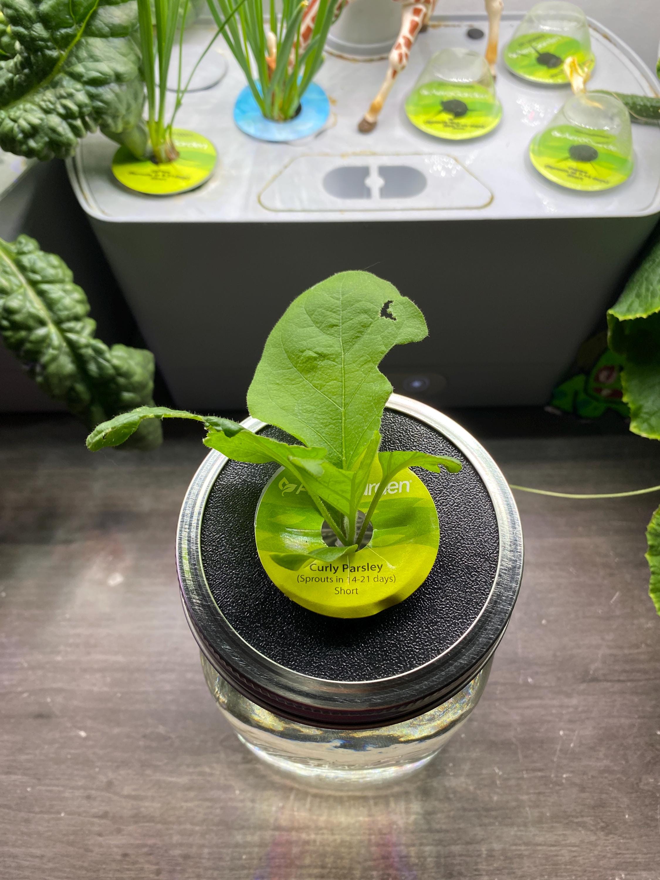 Aerogarden Pod Mason Jar Adapter for Kratky Gardening - Etsy