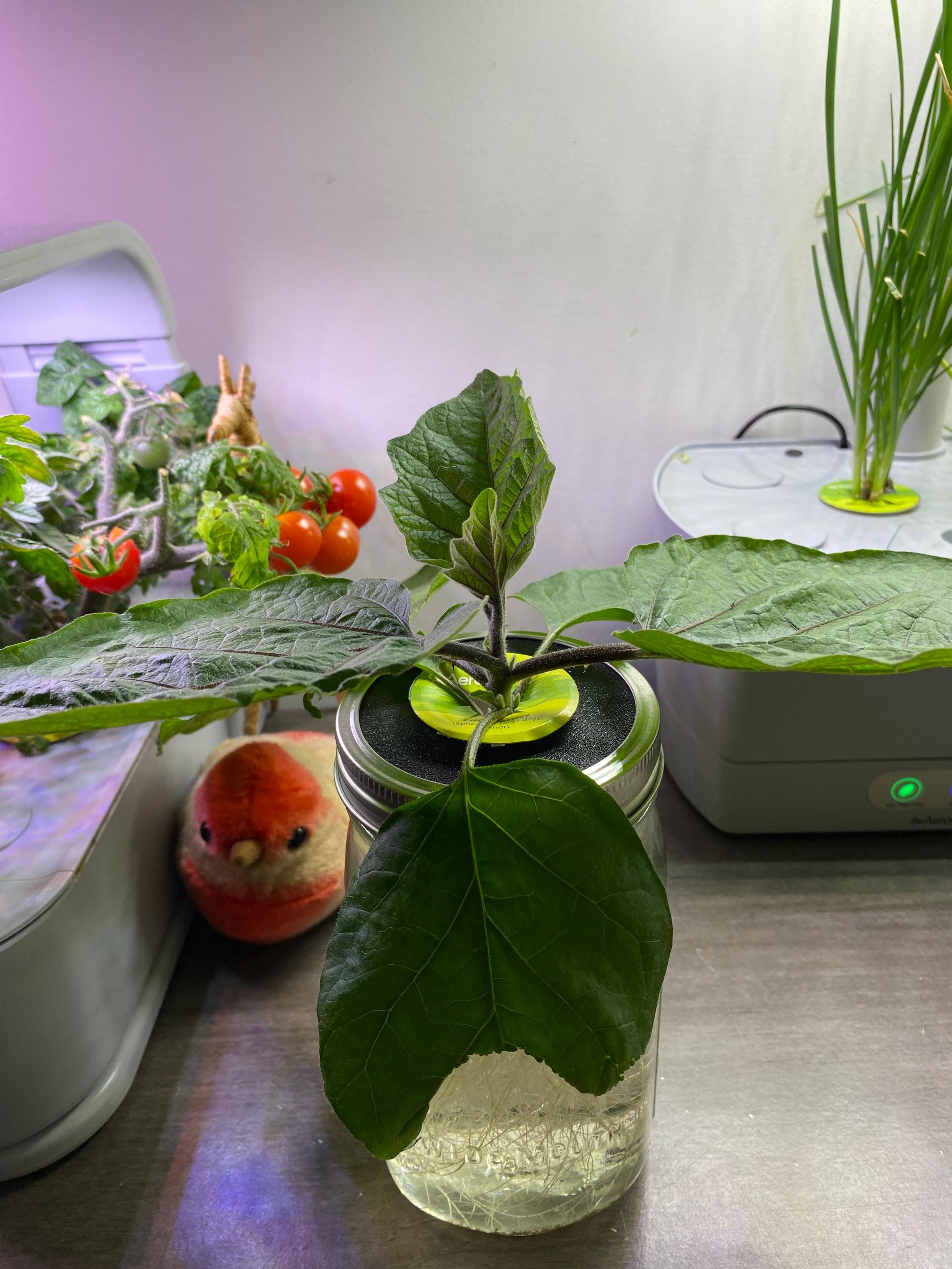 Aerogarden Pod Mason Jar Adapter for Kratky Gardening - Etsy