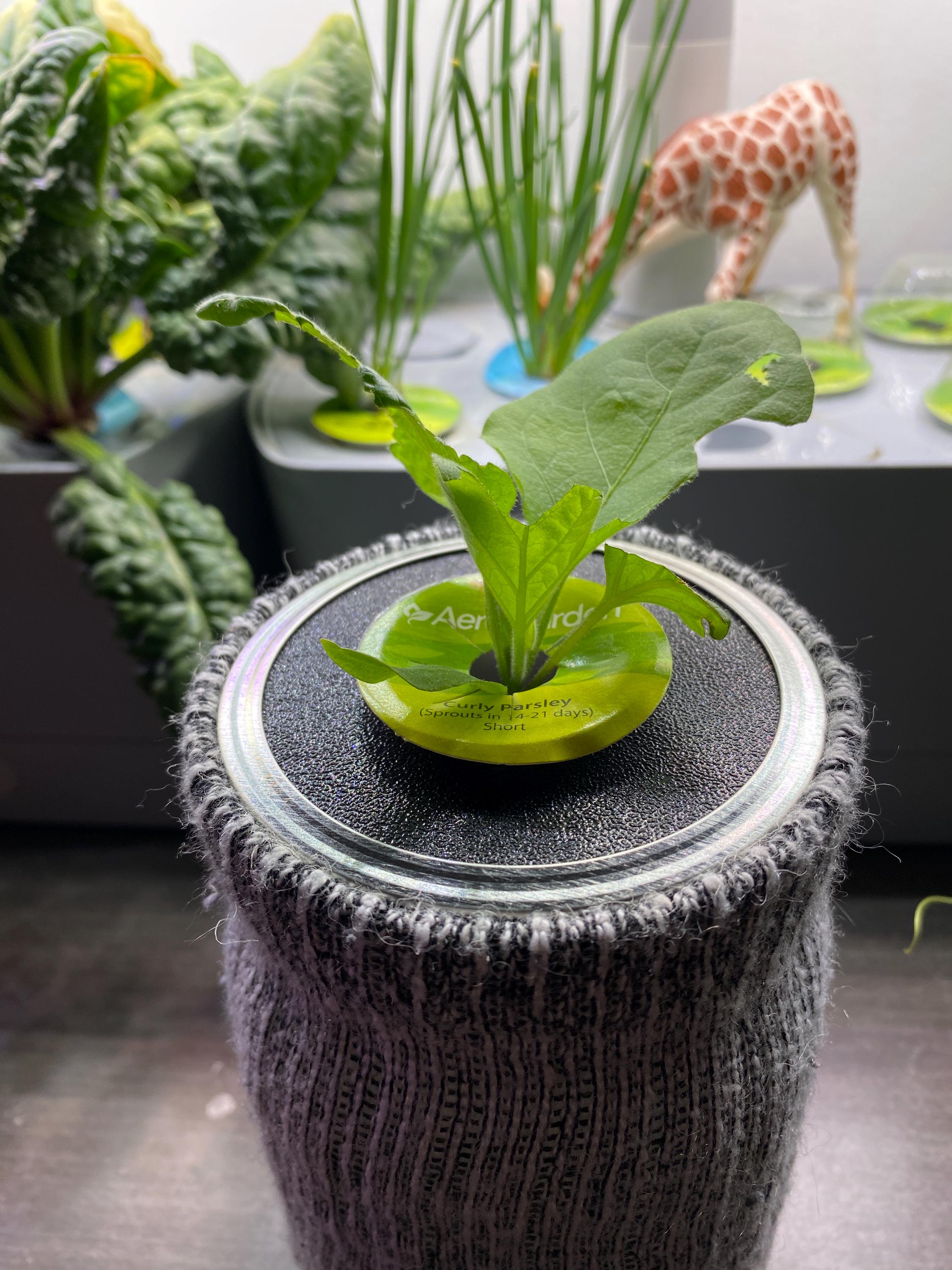 Aerogarden Pod Mason Jar Adapter for Kratky Gardening - Etsy