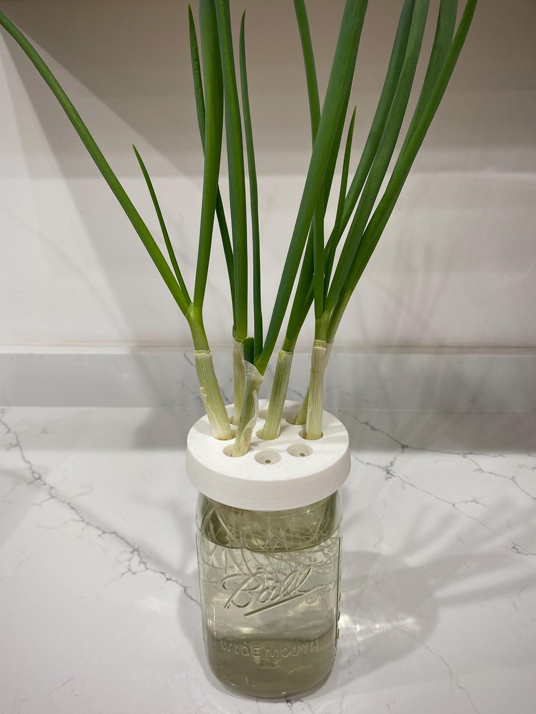 Green Onion/scallion Wide Mouth Mason Jar Adapter for Kratky Gardening ...